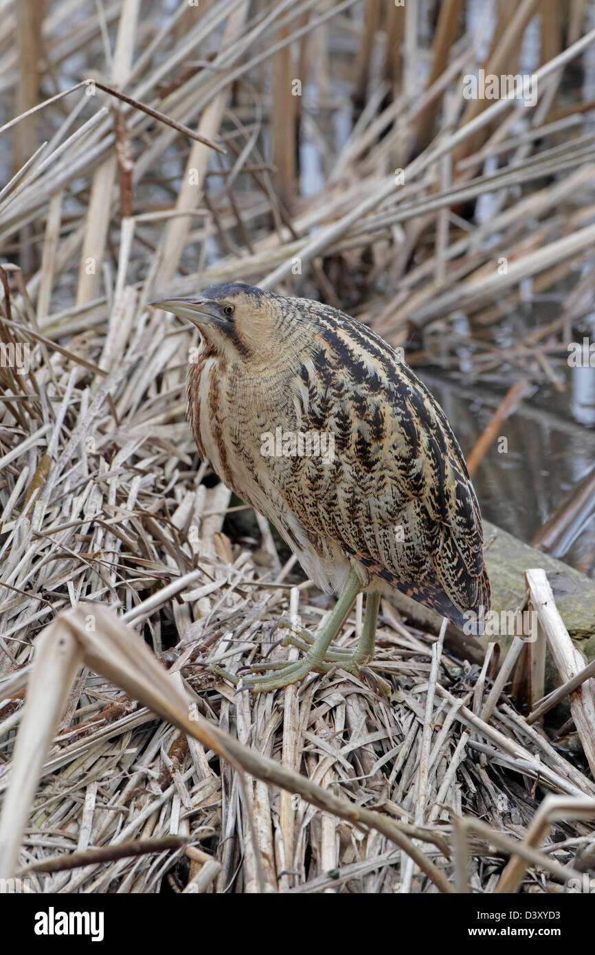 Bittern in reeds hi-res stock photography and images - Alamy