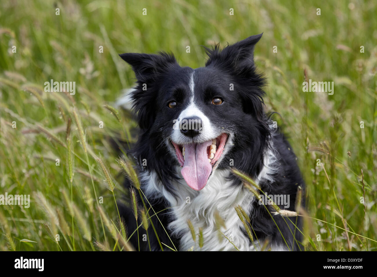 Border collie dog portrait Stock Photo - Alamy