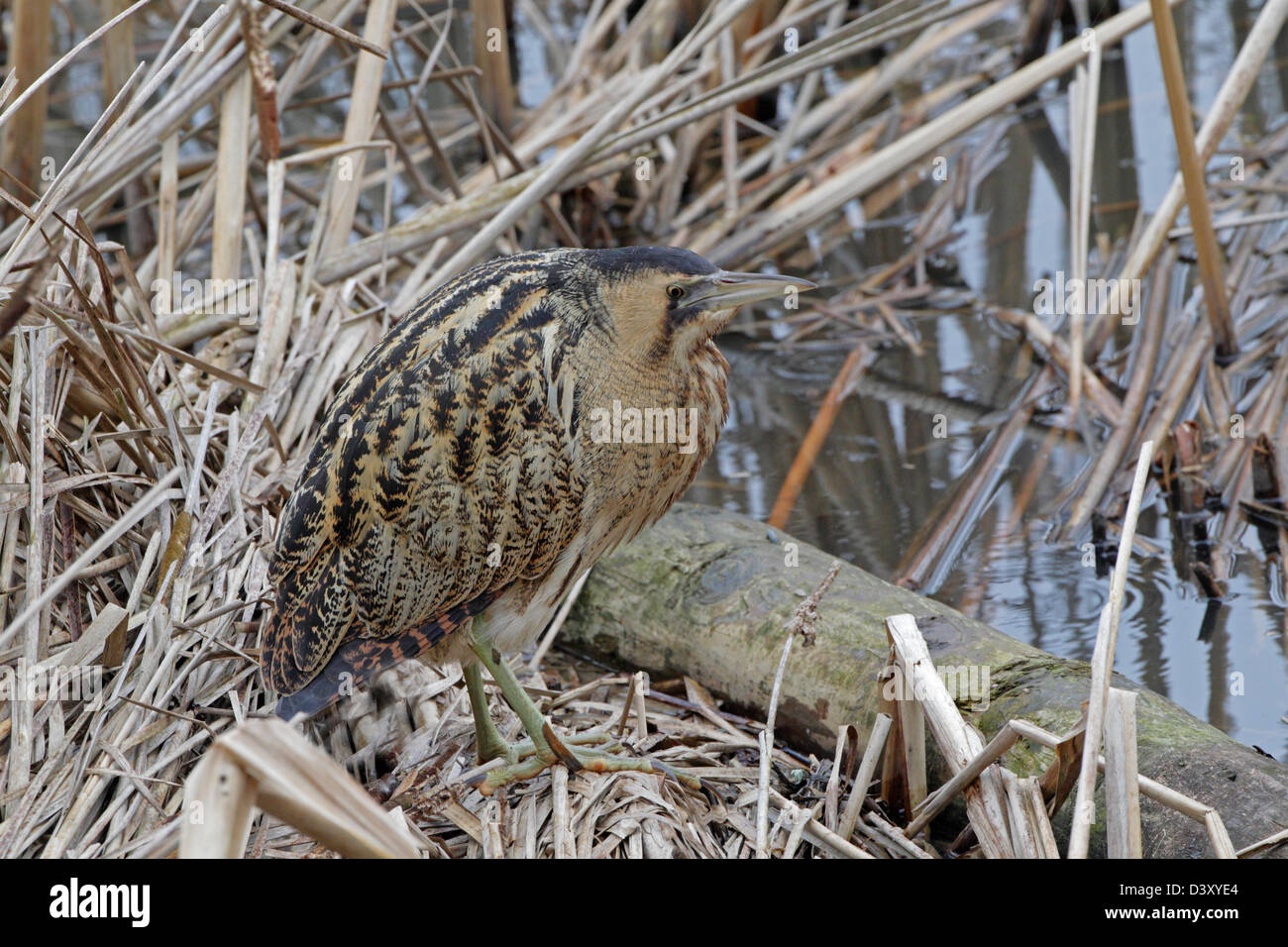 Great Bittern on reeds in the winter Stock Photo - Alamy