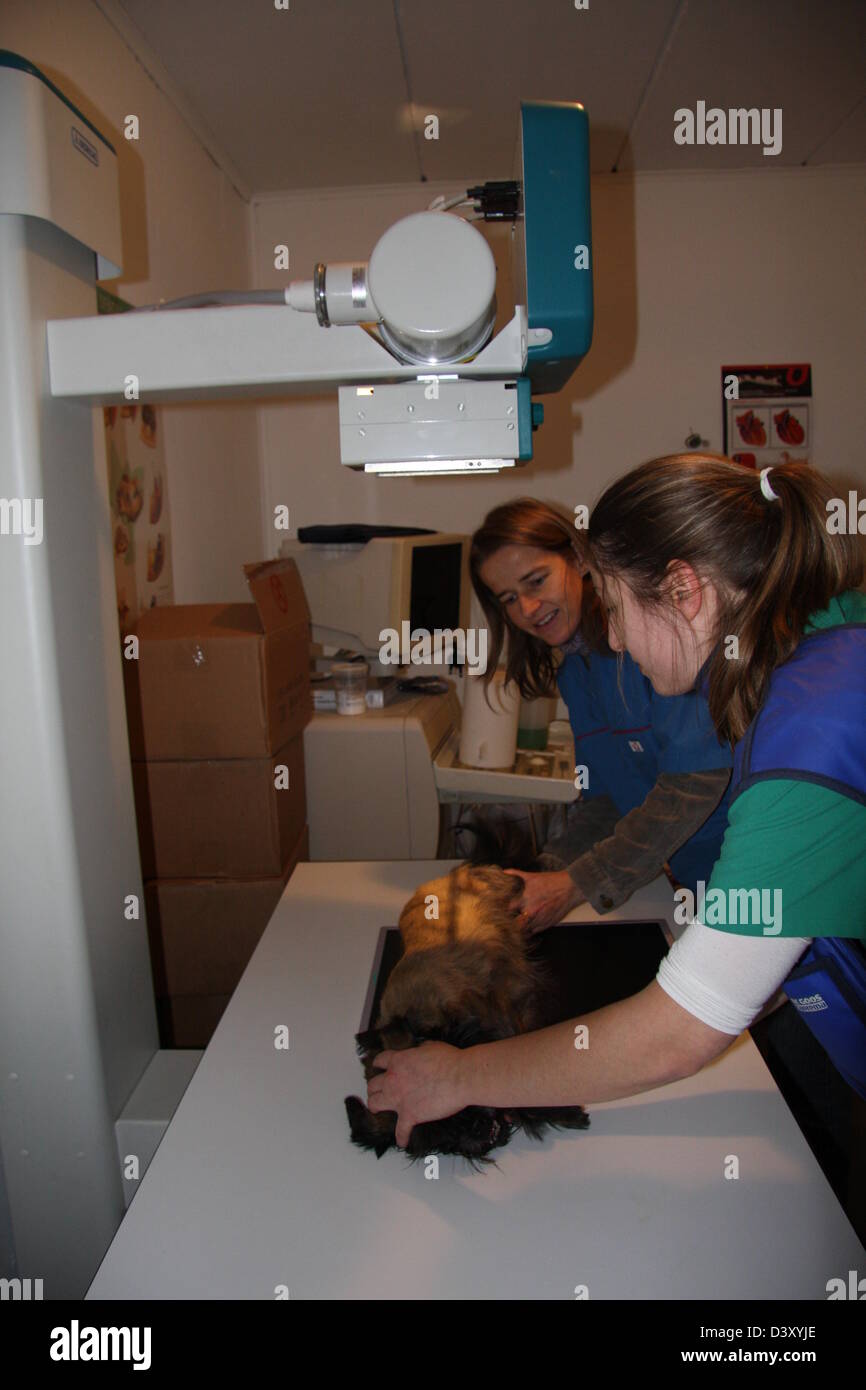 A Mixed Breed dog receiving an x-ray by a veterinarian Stock Photo - Alamy