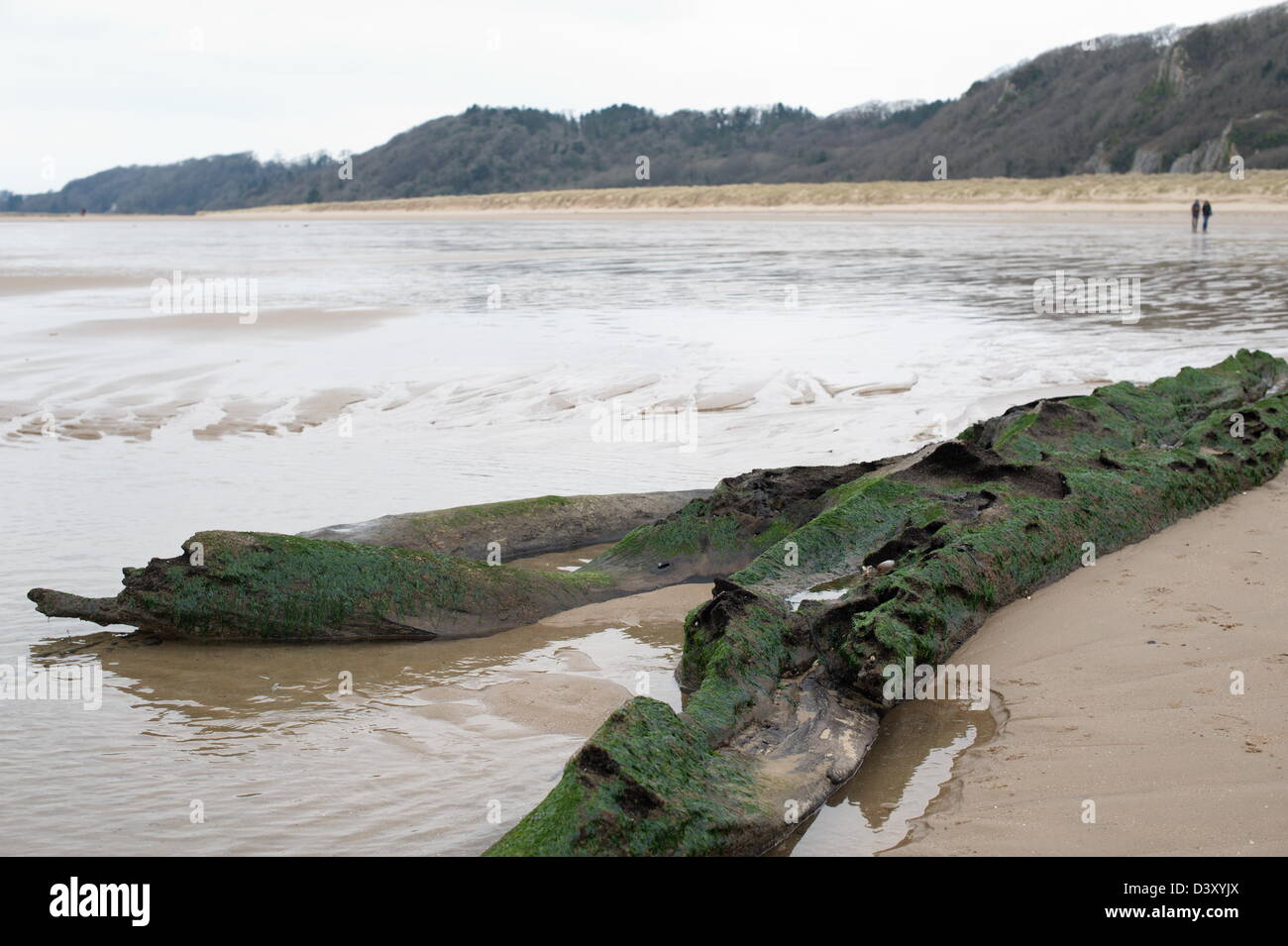 Ancient Tree Trunks on Beach. Low tides have revealed evidence of a ...