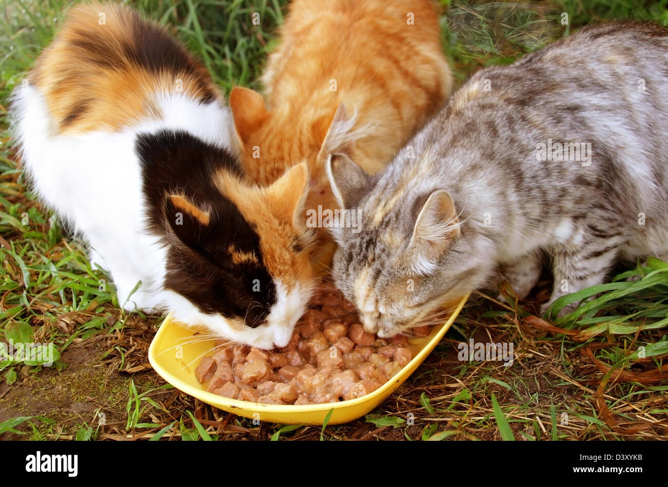 Three cats having a breakfast Stock Photo - Alamy
