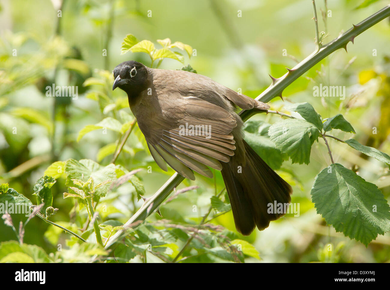 Spectacled Bulbul also known as Yellow vented Bulbul Pycnonotus ...
