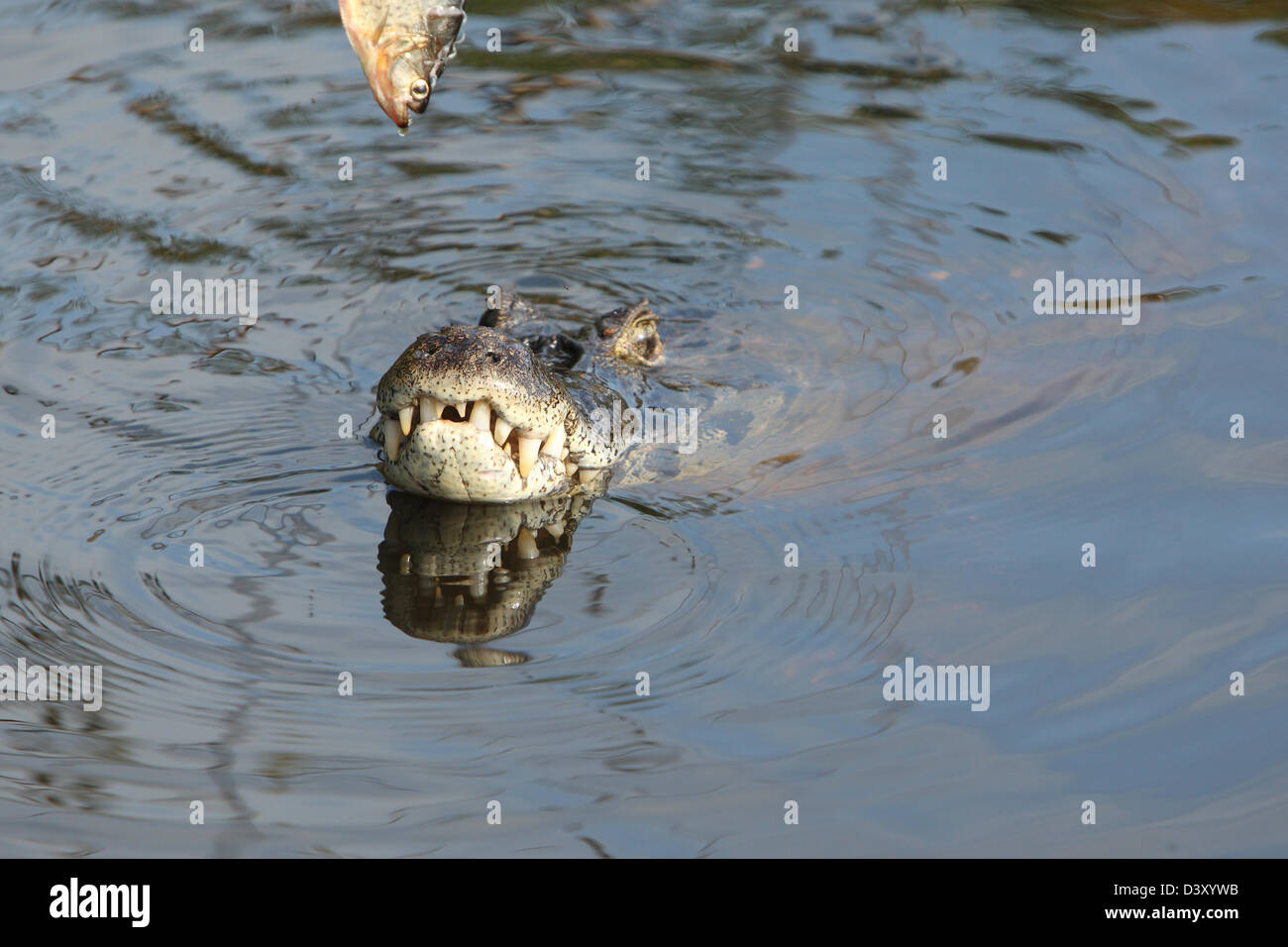 Caiman meat hi-res stock photography and images - Alamy