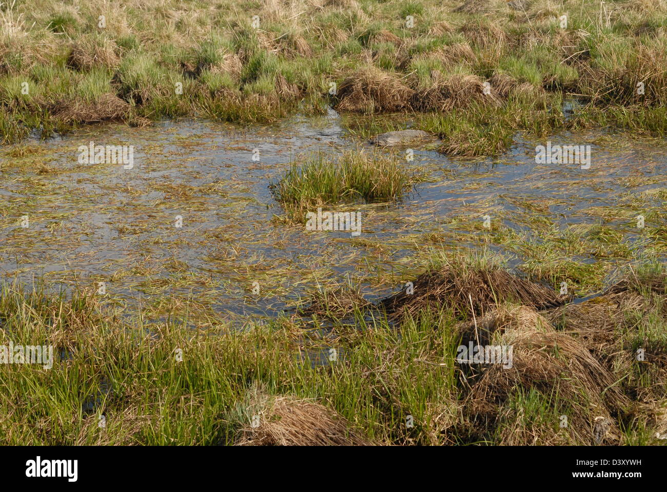 Freshwater marsh sink hi-res stock photography and images - Alamy