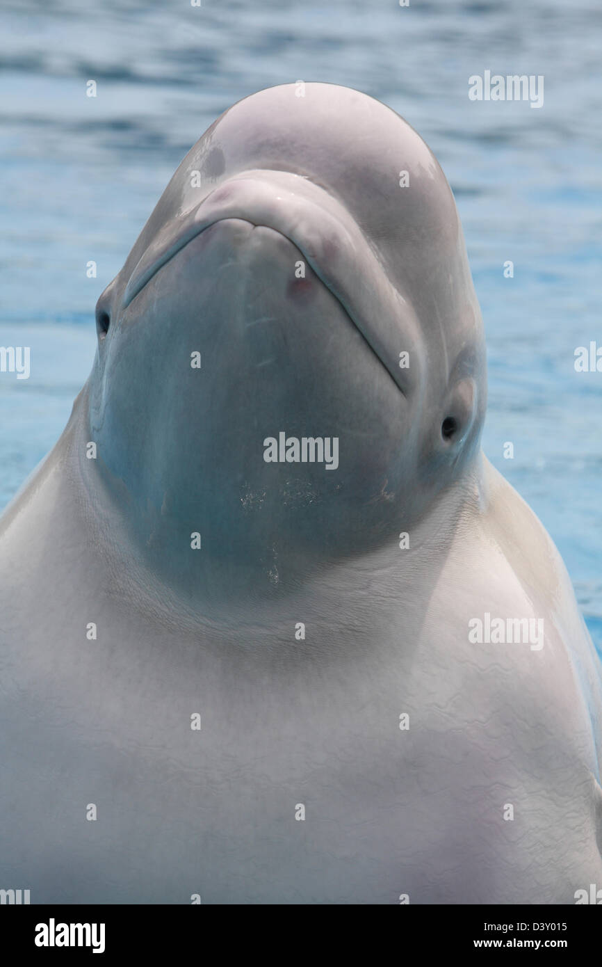 Beluga whale pod hi-res stock photography and images - Alamy