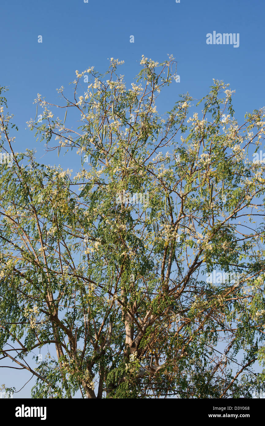Drumstick Tree Fruit High Resolution Stock Photography and Images - Alamy