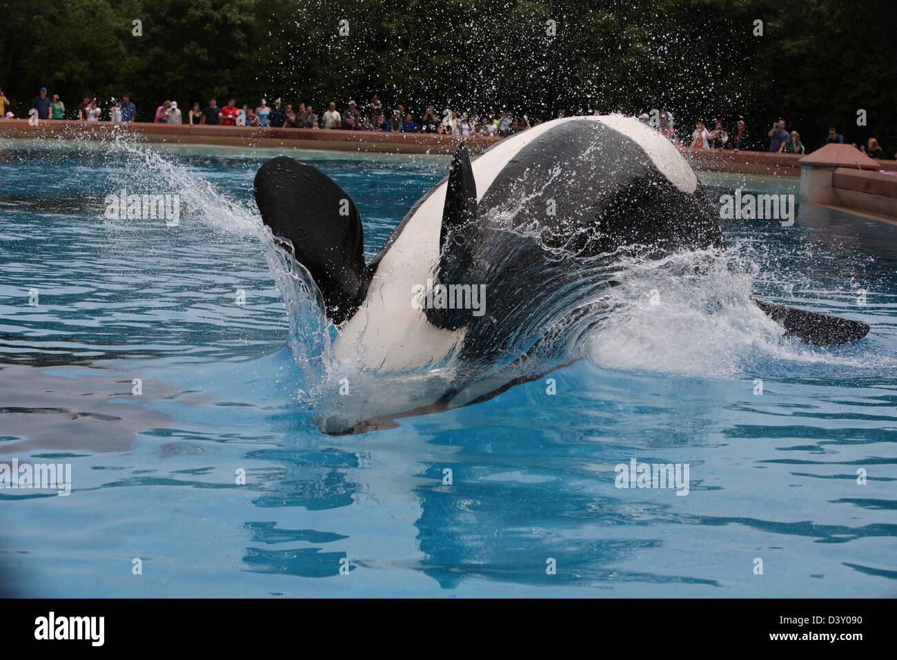 Orca whale theme park hi-res stock photography and images - Alamy