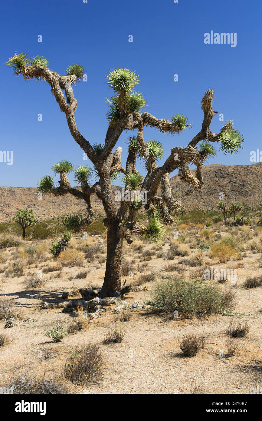 Yucca Brevifolia in Joshua Tree National Park Stock Photo - Alamy