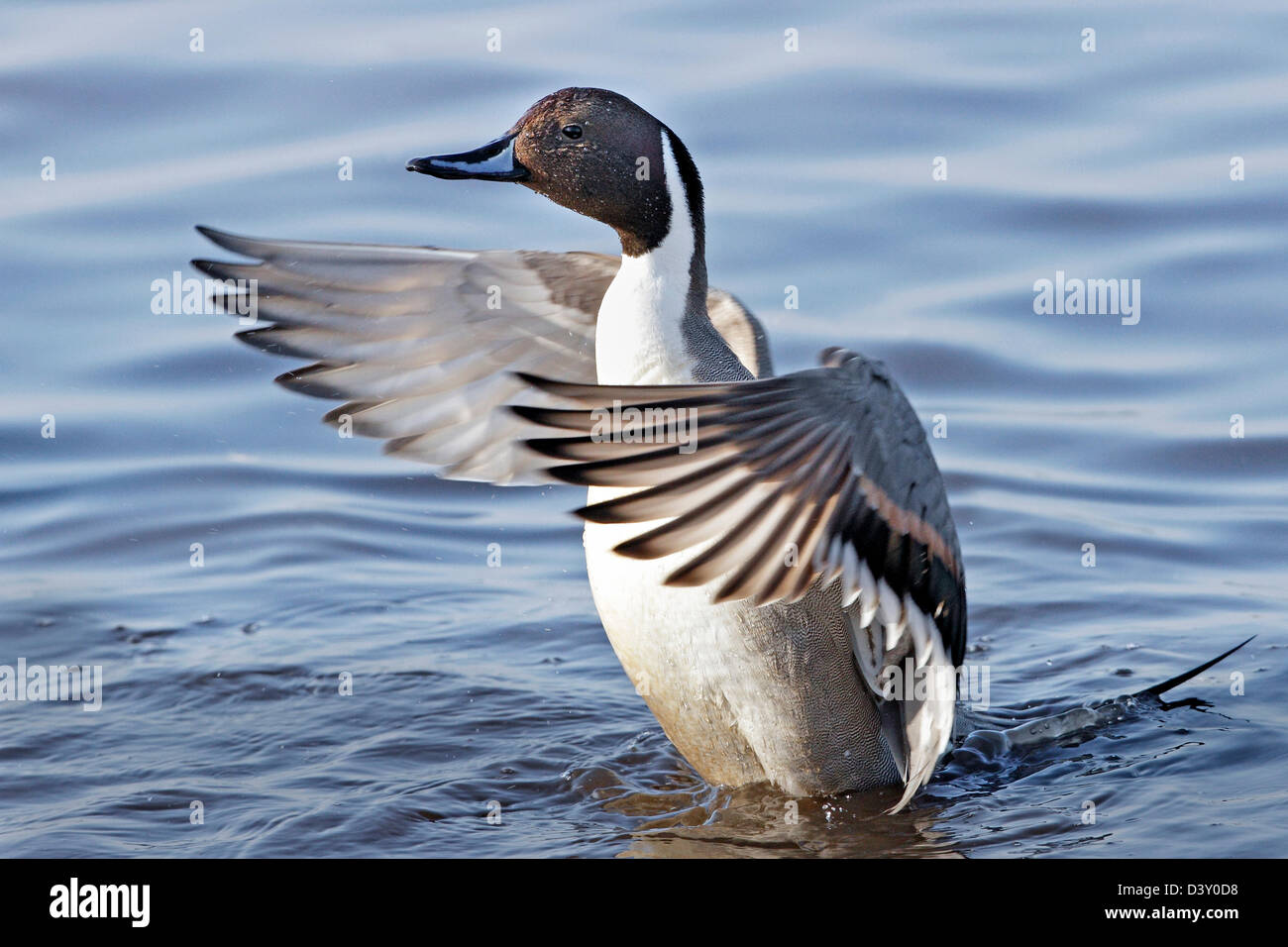 Pintail drake hi-res stock photography and images - Alamy