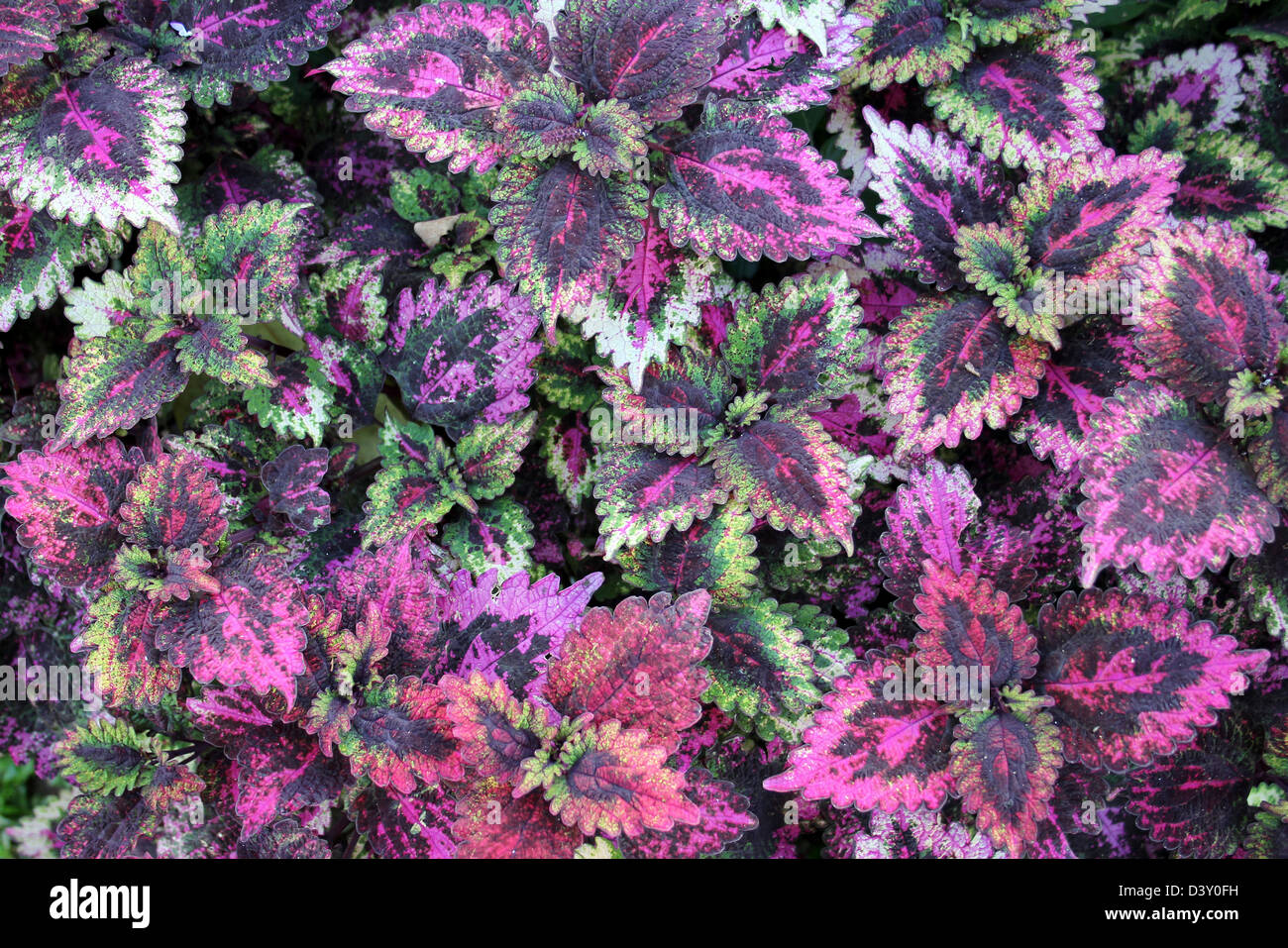 Variegated Coleus Leaves Stock Photo - Alamy