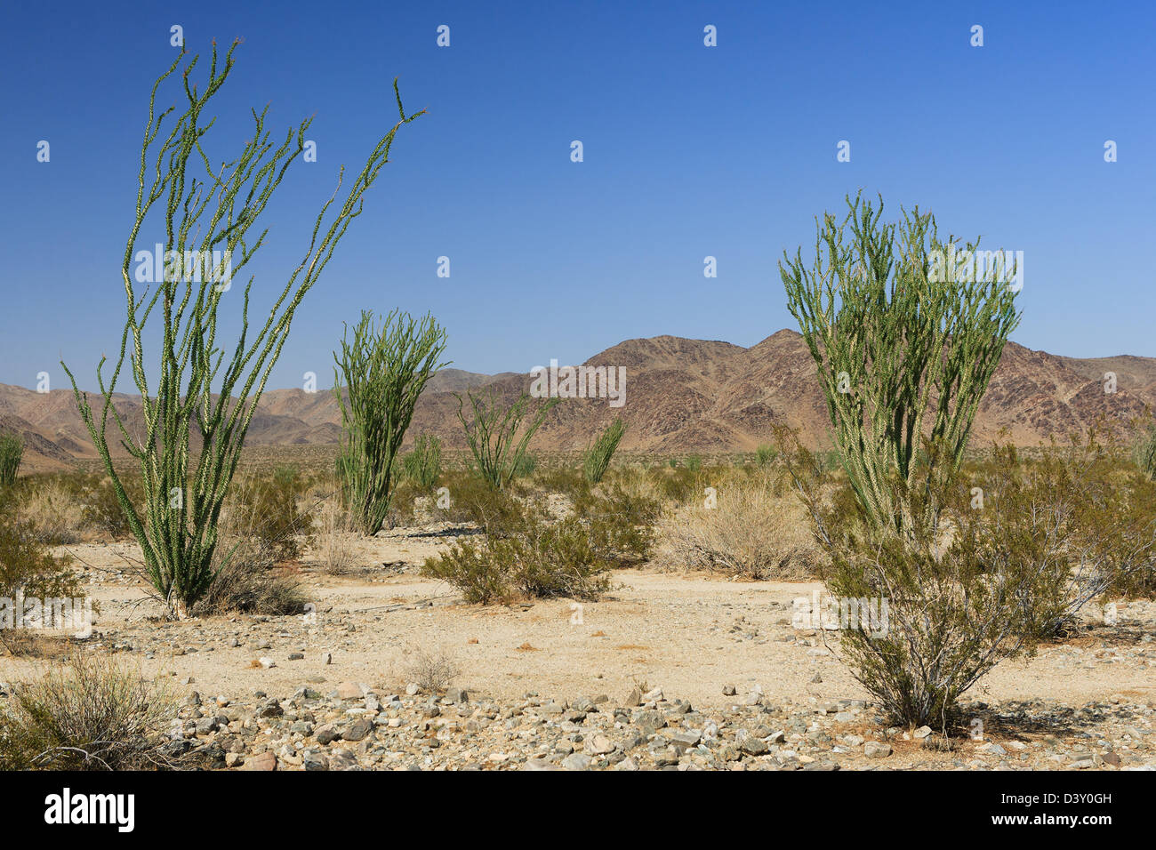 Ocotillo plant joshua tree hi-res stock photography and images - Alamy