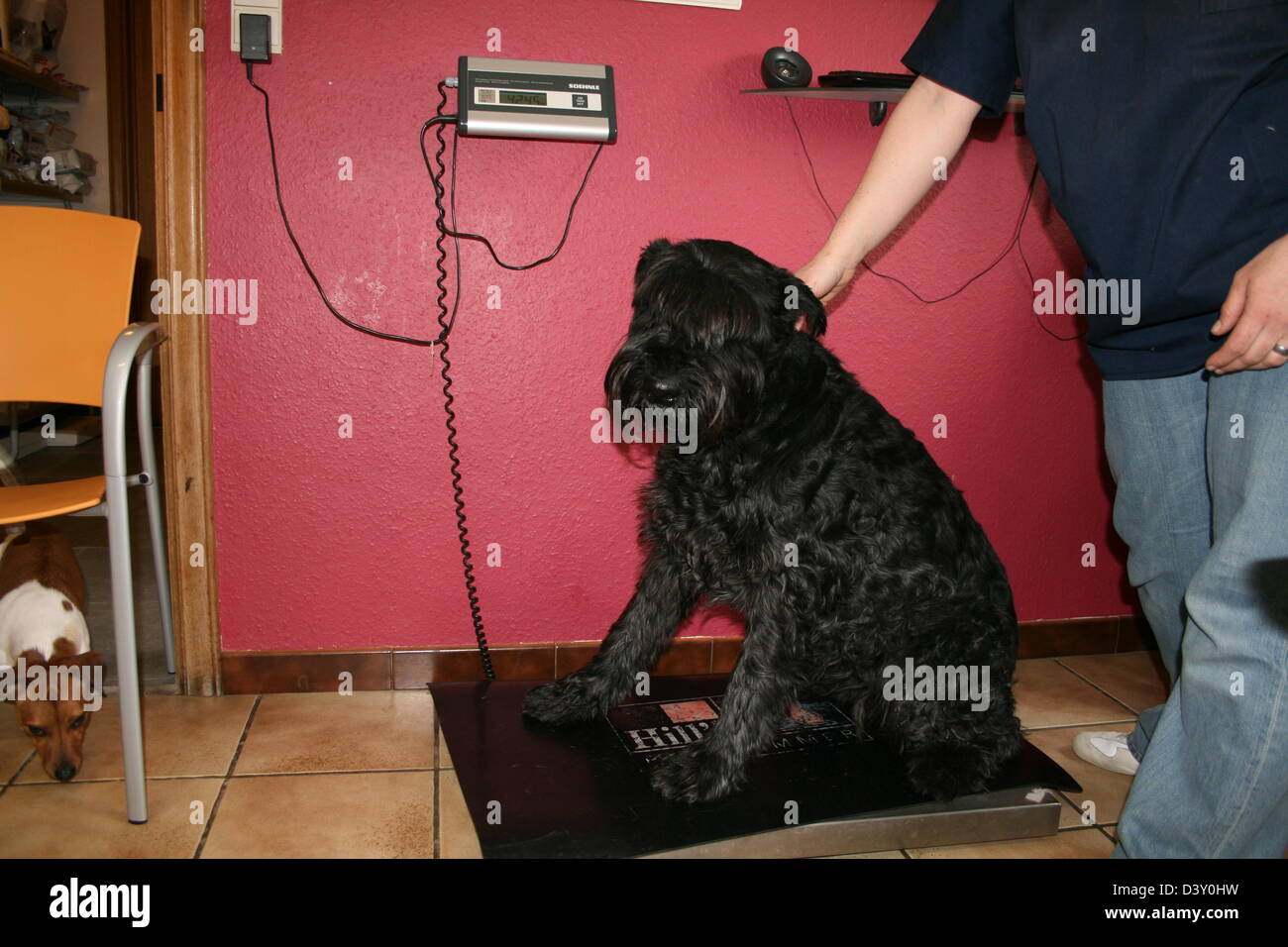 Veterinary weighs a dog Giant Schnauzer / Riesenschnauzer Stock Photo ...
