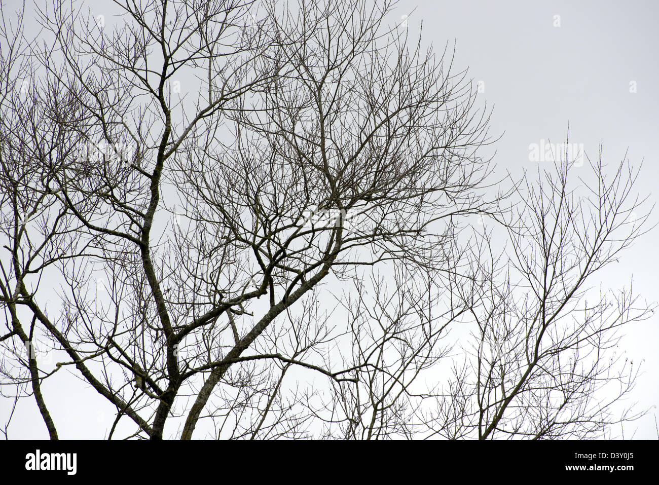 Sallow tree hi-res stock photography and images - Alamy