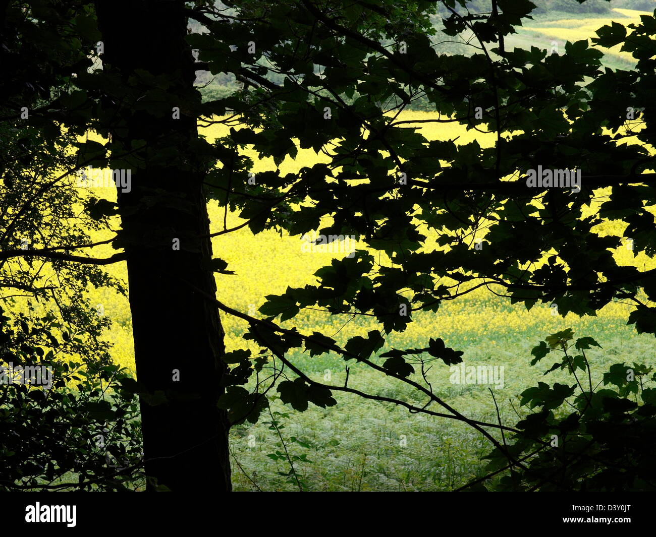Scaffolding shade hi-res stock photography and images - Alamy