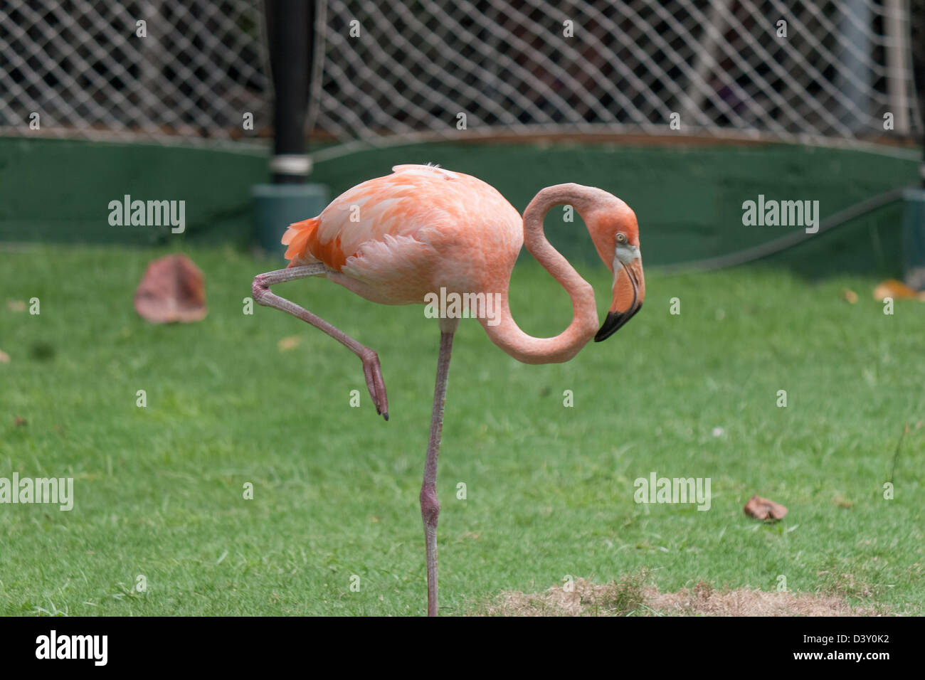 Close up flamingo face hi-res stock photography and images - Alamy