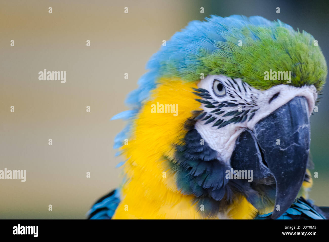 A nice portrait of a Blue- yellow Macaw Stock Photo - Alamy