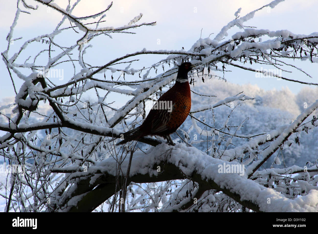 Pheasant snow uk branch hi-res stock photography and images - Alamy