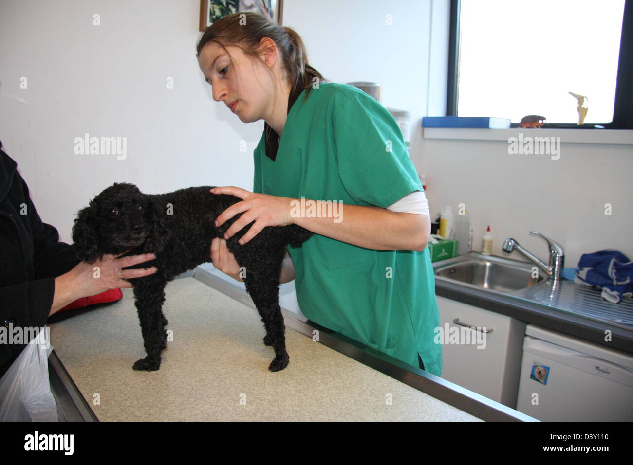 Dog Poodle / veterinary examination Stock Photo - Alamy