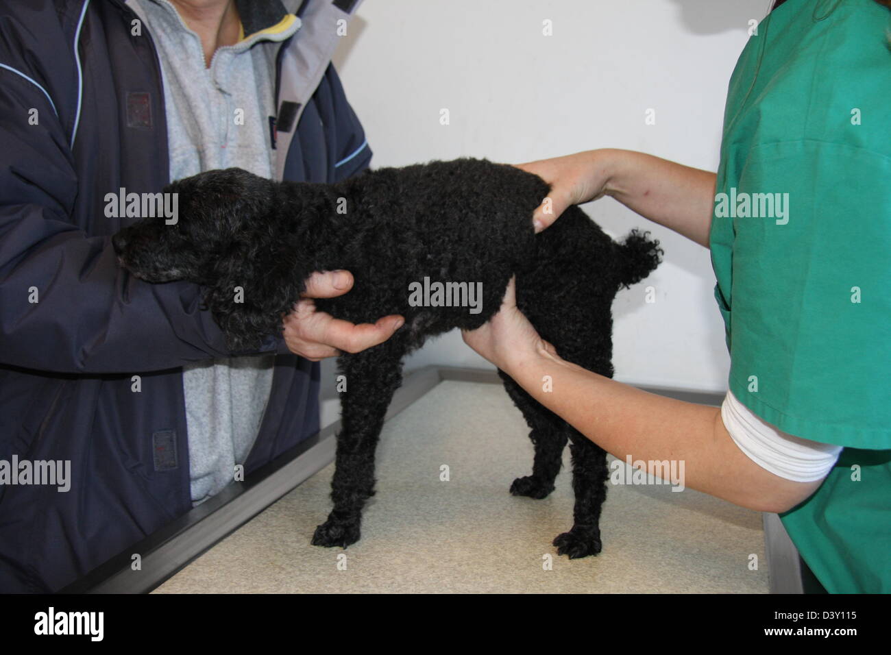 Dog Poodle / veterinary examination Stock Photo - Alamy