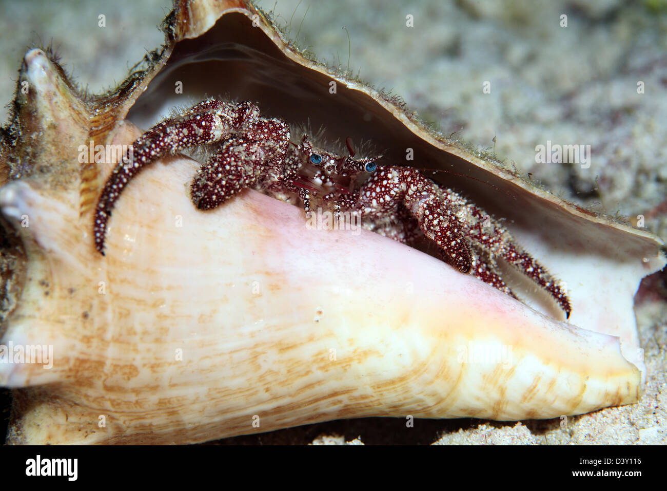 Hermit crab hiding in shell hi-res stock photography and images - Alamy