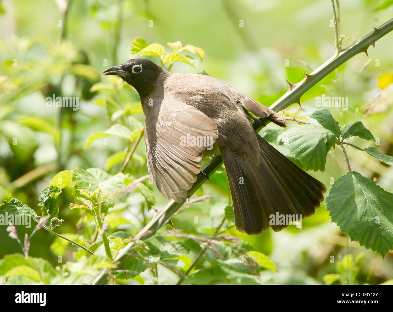 Spectacled Bulbul also known as Yellow vented Bulbul Pycnonotus ...