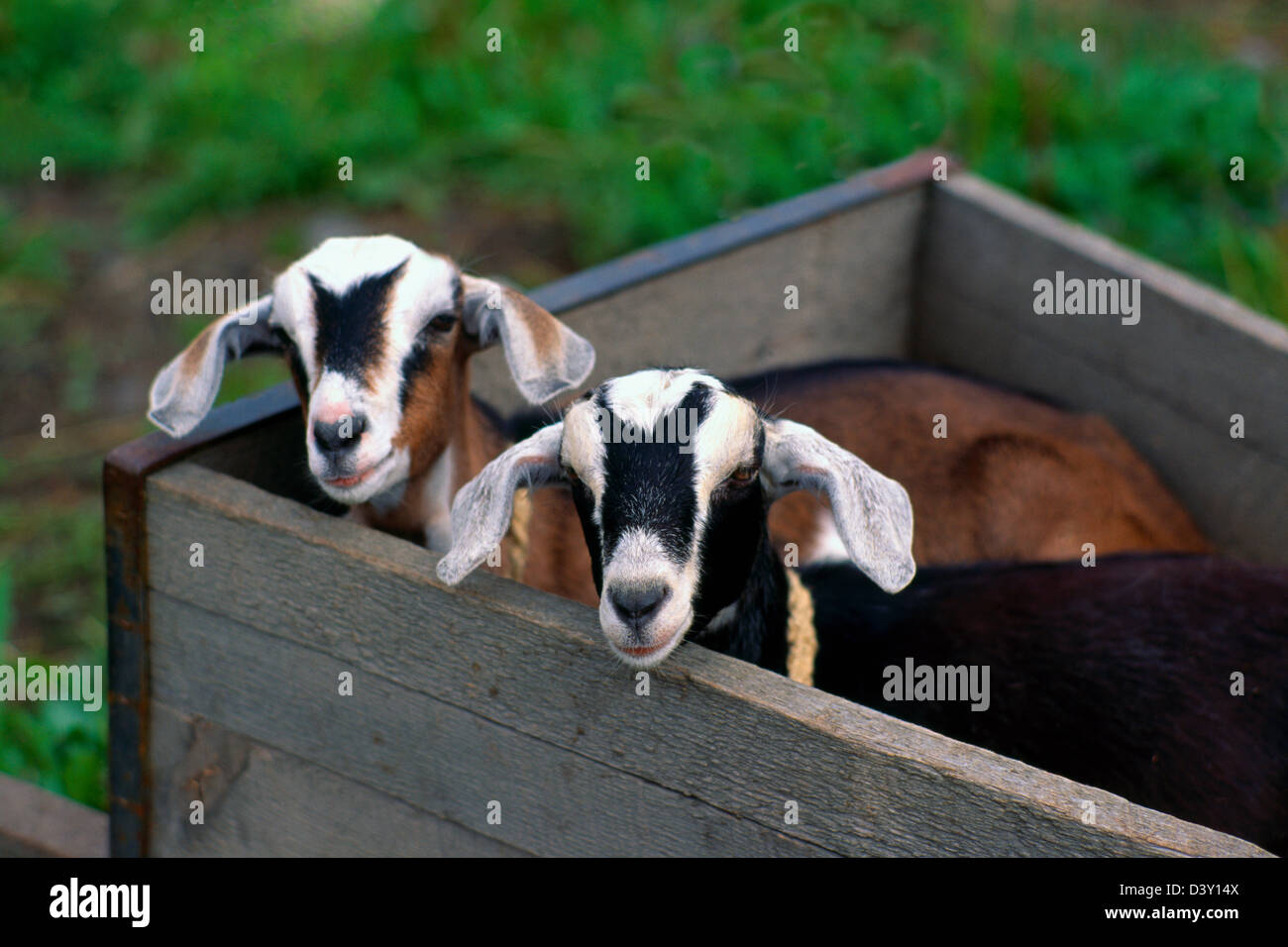 Two Young Domestic Goats in a Wooden Crate, looking at Camera Stock ...