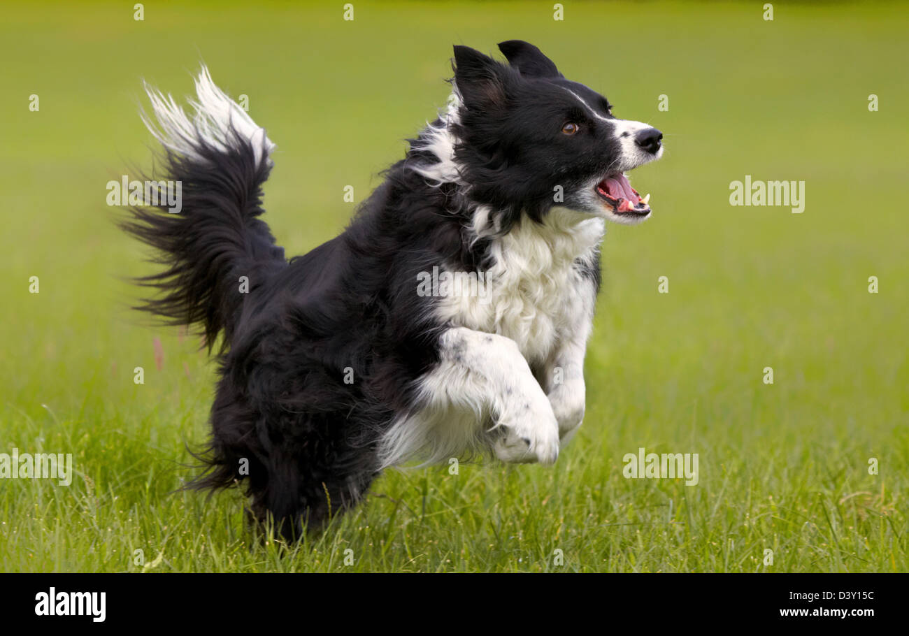 Border collie running hi-res stock photography and images - Alamy