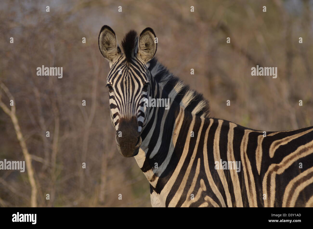 Photos of Africa, Plains Zebra facing camera Stock Photo - Alamy