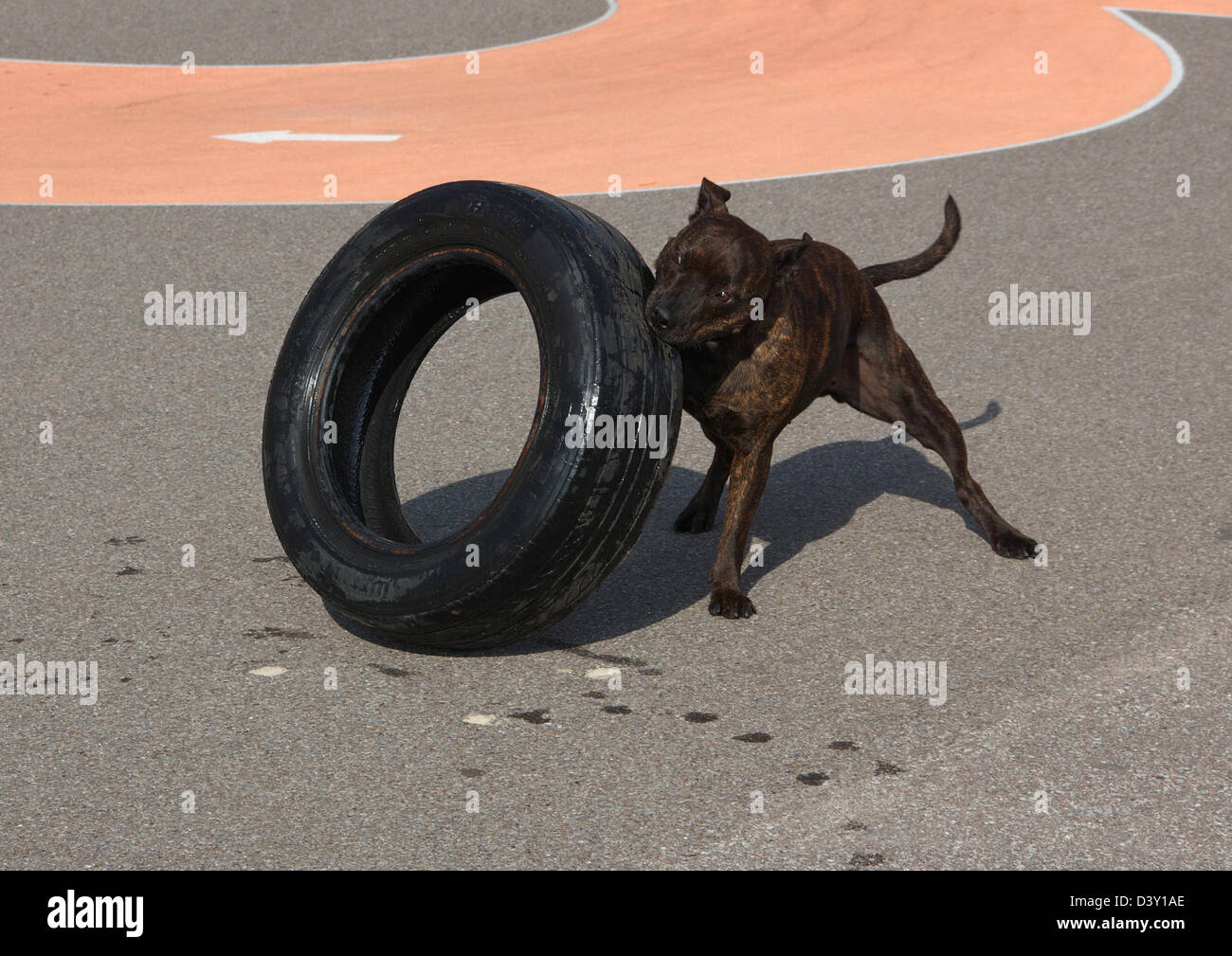 Dog biting car hi-res stock photography and images - Alamy
