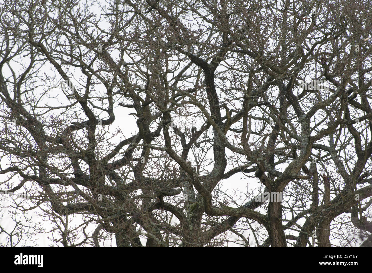The crown of an Oak tree (Quercus robur) in winter Stock Photo - Alamy