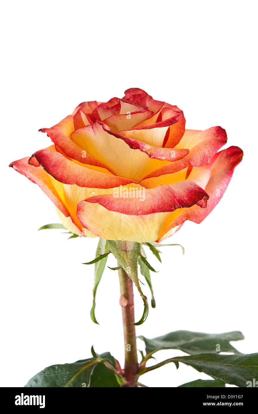 The red-yellow rose is photographed on the white background Stock Photo ...