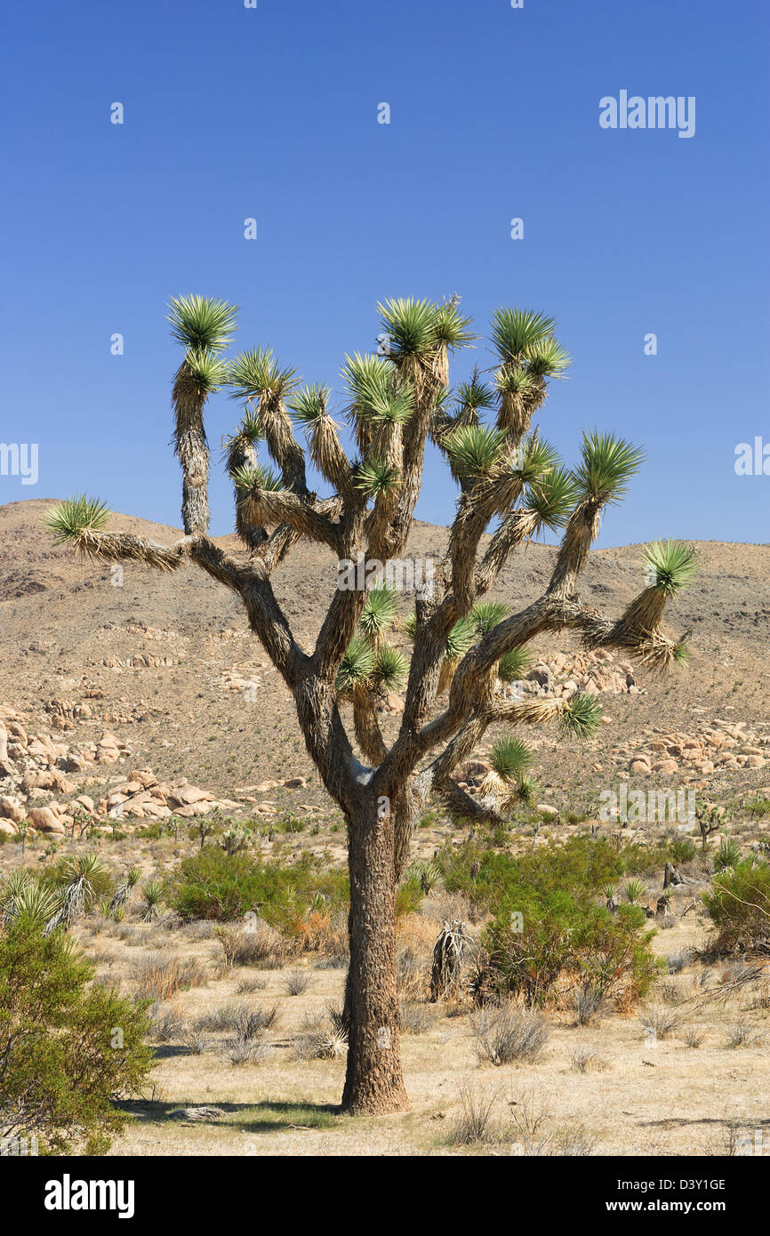 Yucca Brevifolia in Joshua Tree National Park Stock Photo - Alamy