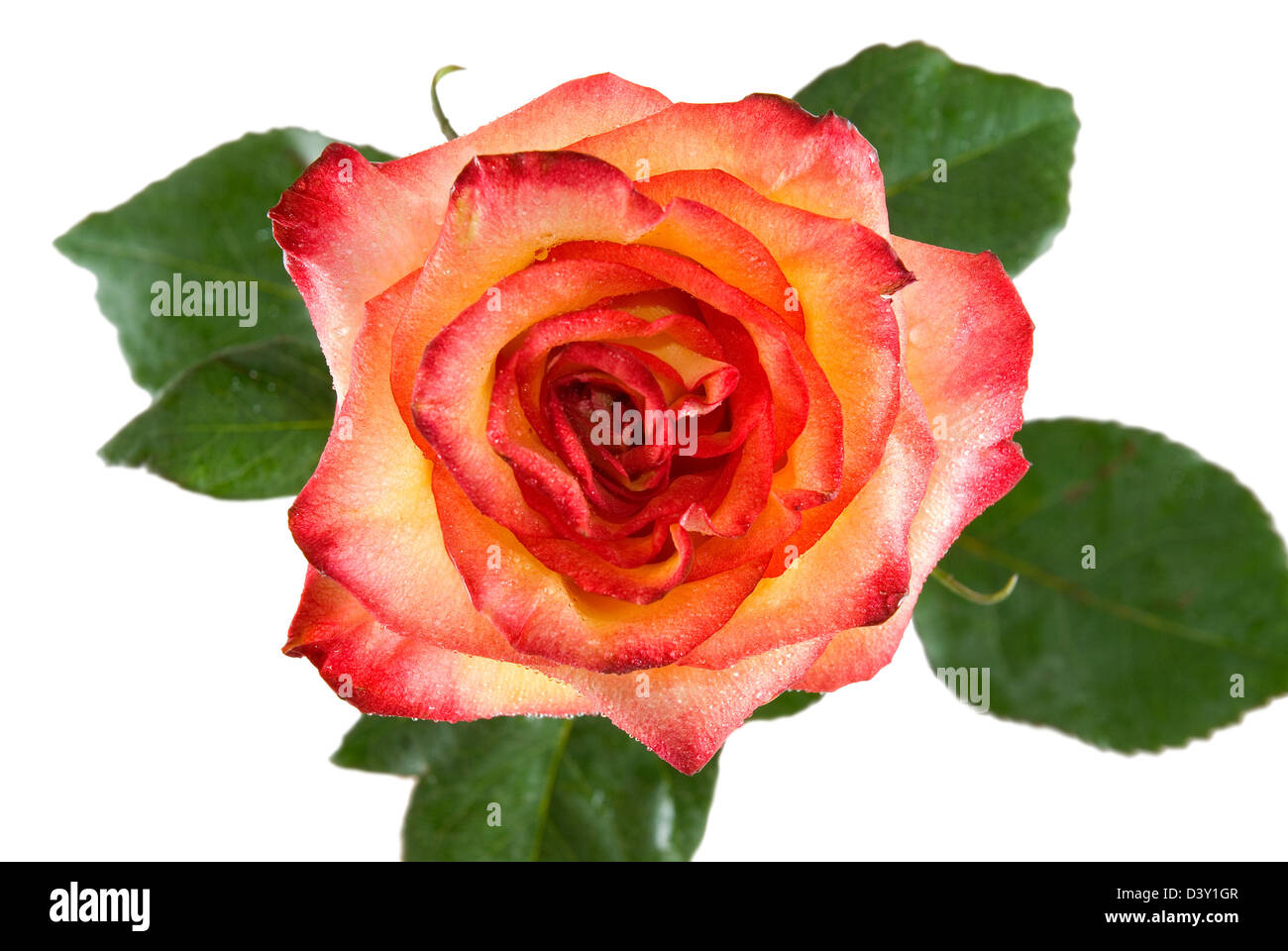 The red-yellow rose is photographed on the white background Stock Photo ...