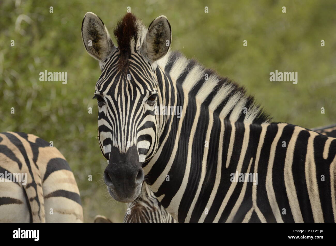 Photos of Africa, Plains Zebra facing camera Stock Photo - Alamy