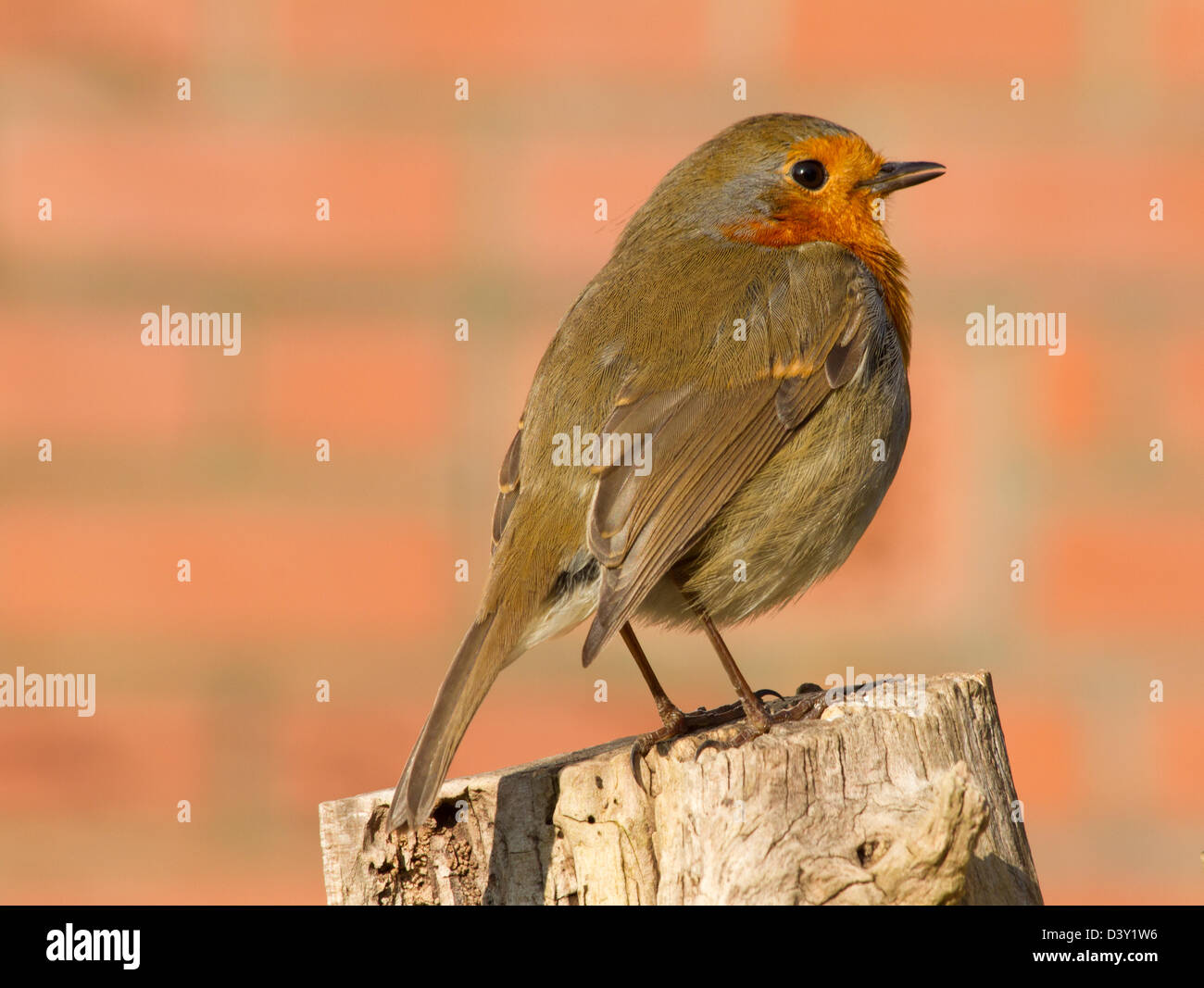 Robin front hi-res stock photography and images - Alamy