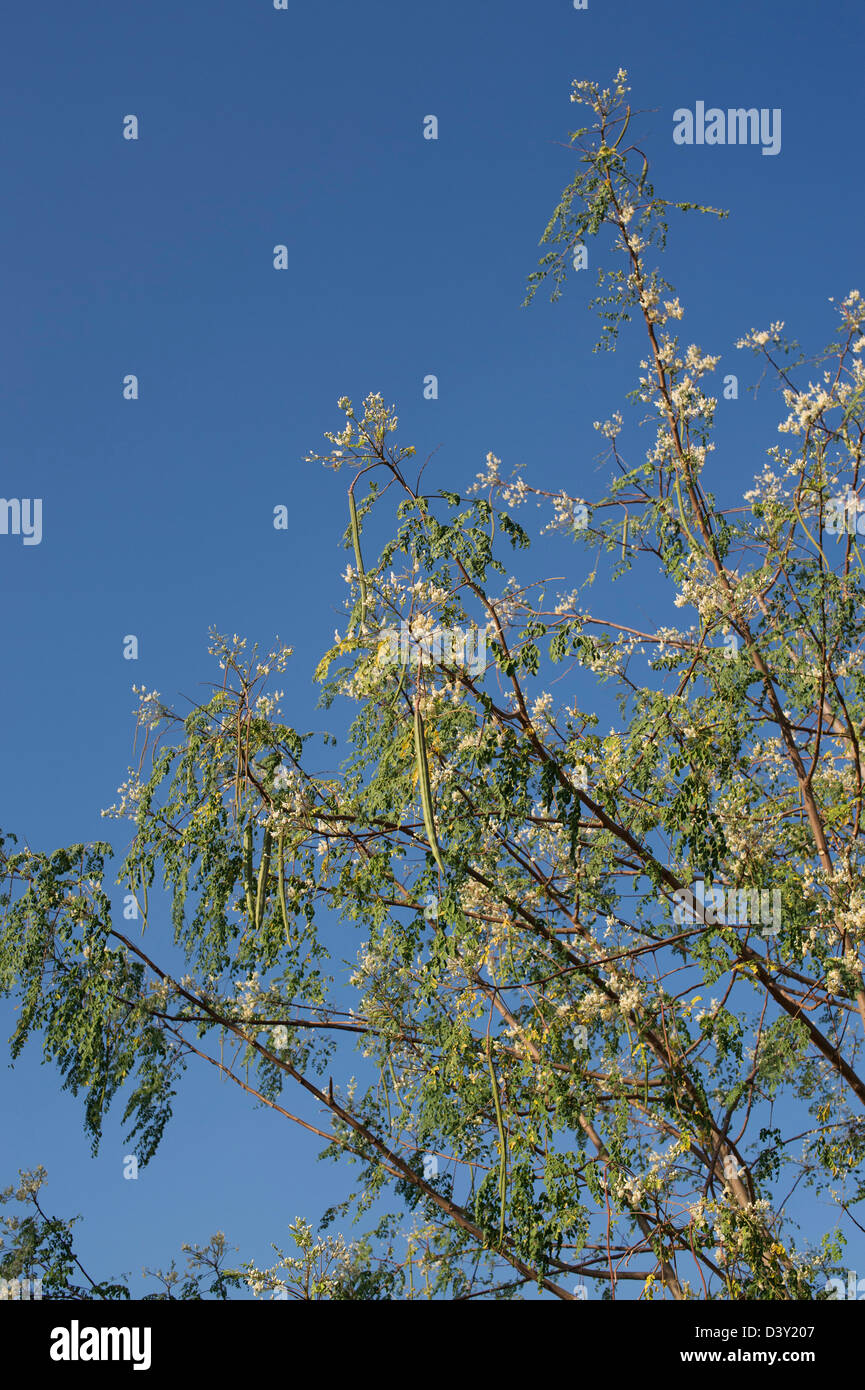 Drumstick tree fruit hi-res stock photography and images - Alamy