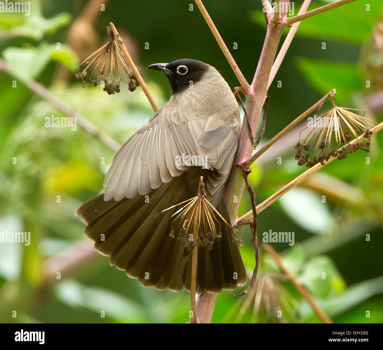 Spectacled Bulbul also known as Yellow vented Bulbul Pycnonotus ...