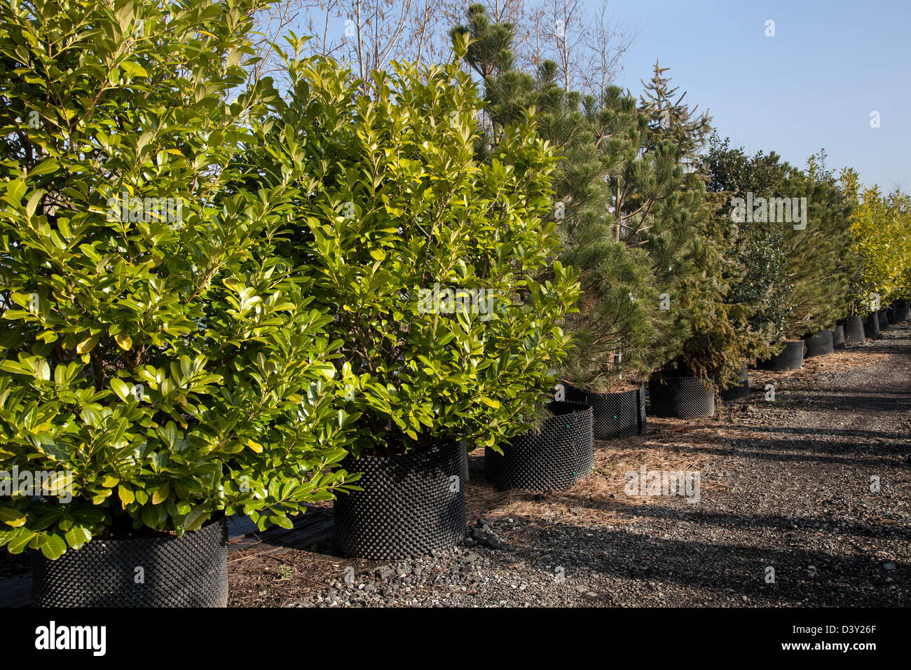 Container-grown Pinus sylvestris, Scotch pine or Baltic pine, and ...