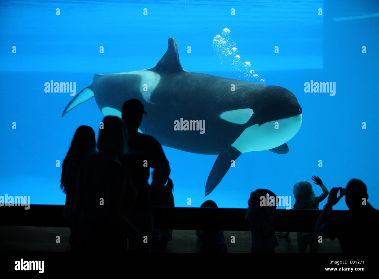 Orca underwater hi-res stock photography and images - Alamy