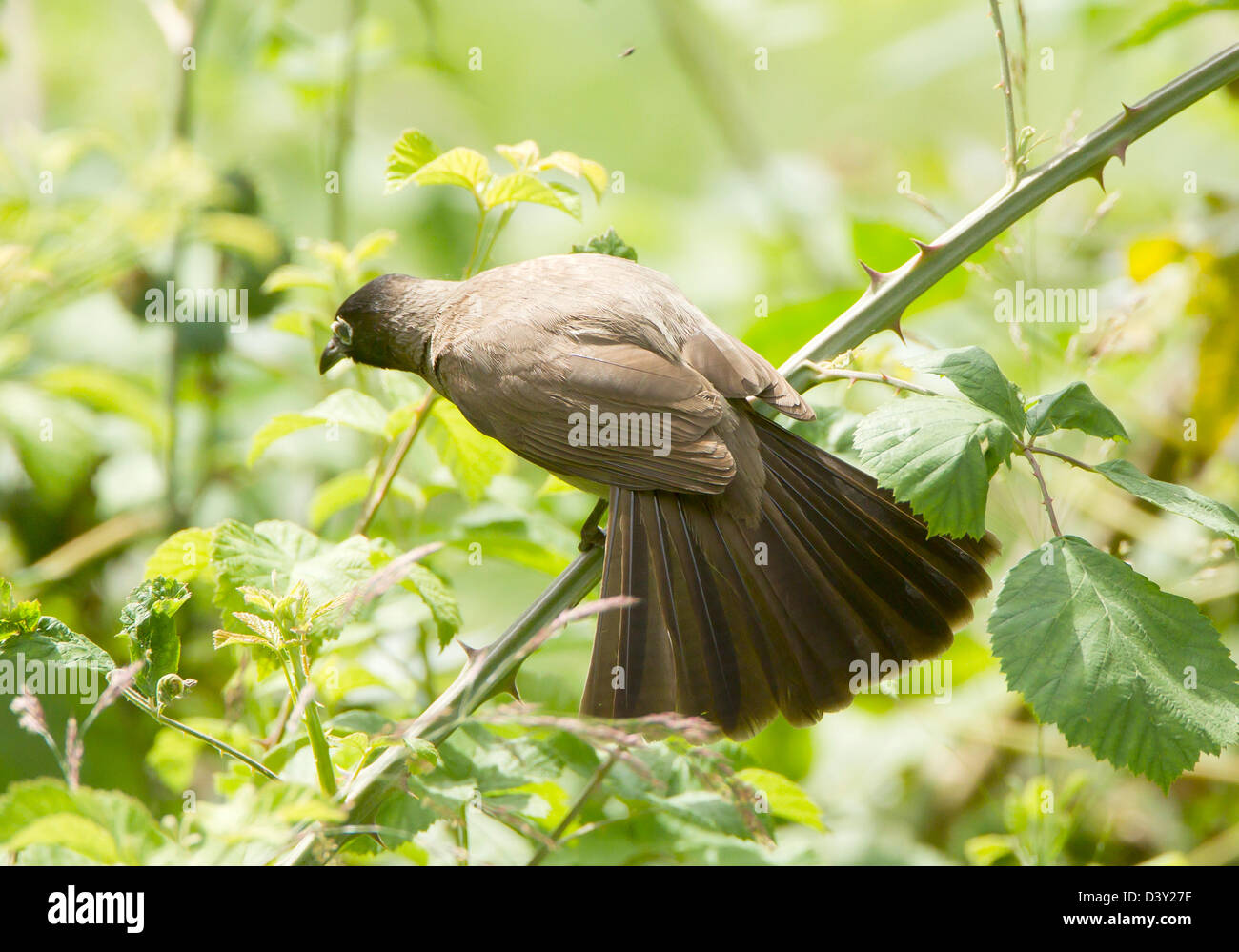 Spectacled Bulbul also known as Yellow vented Bulbul Pycnonotus ...