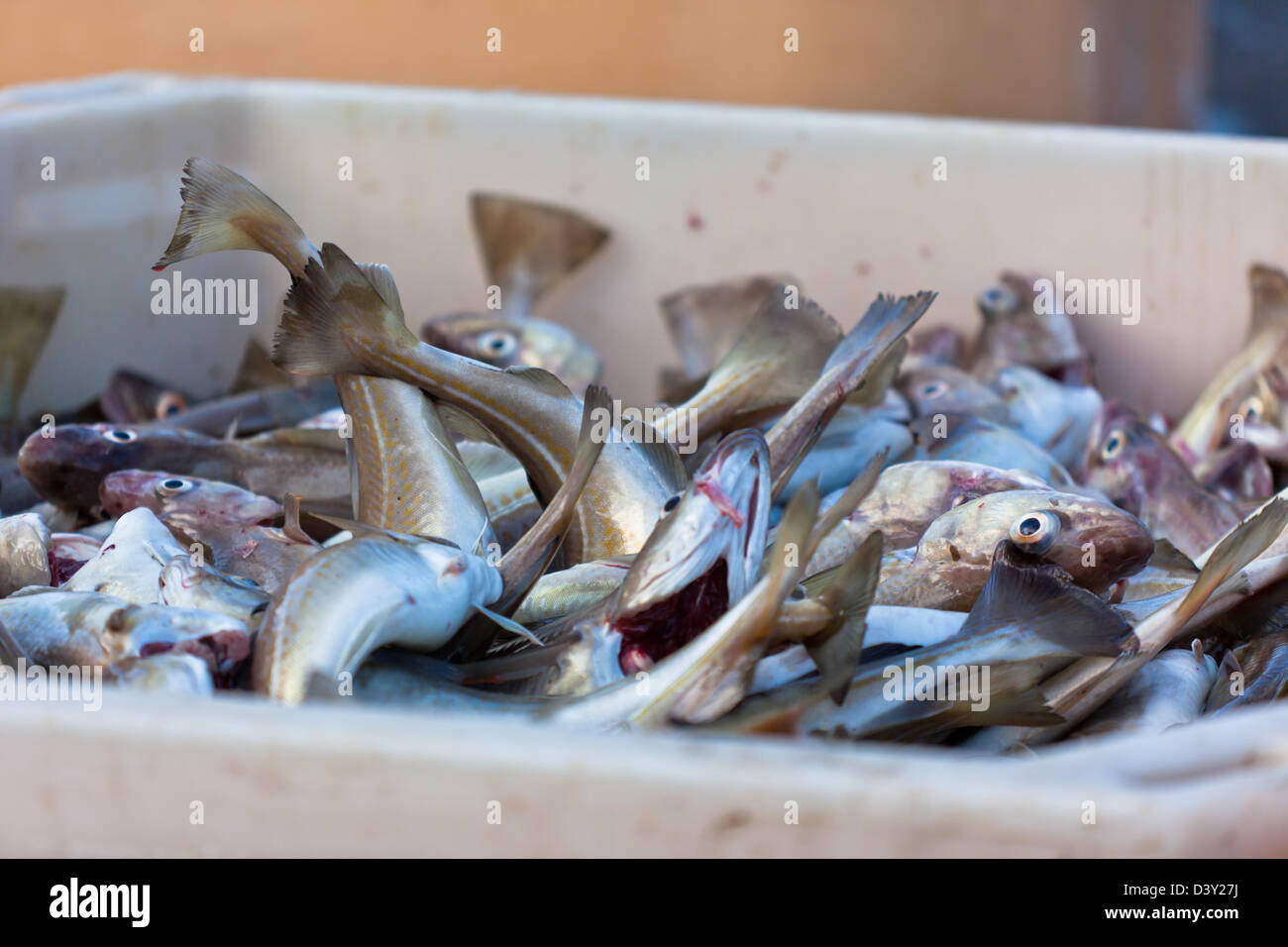 Catch of the day - Fresh Fish in Shipping Container Stock Photo - Alamy