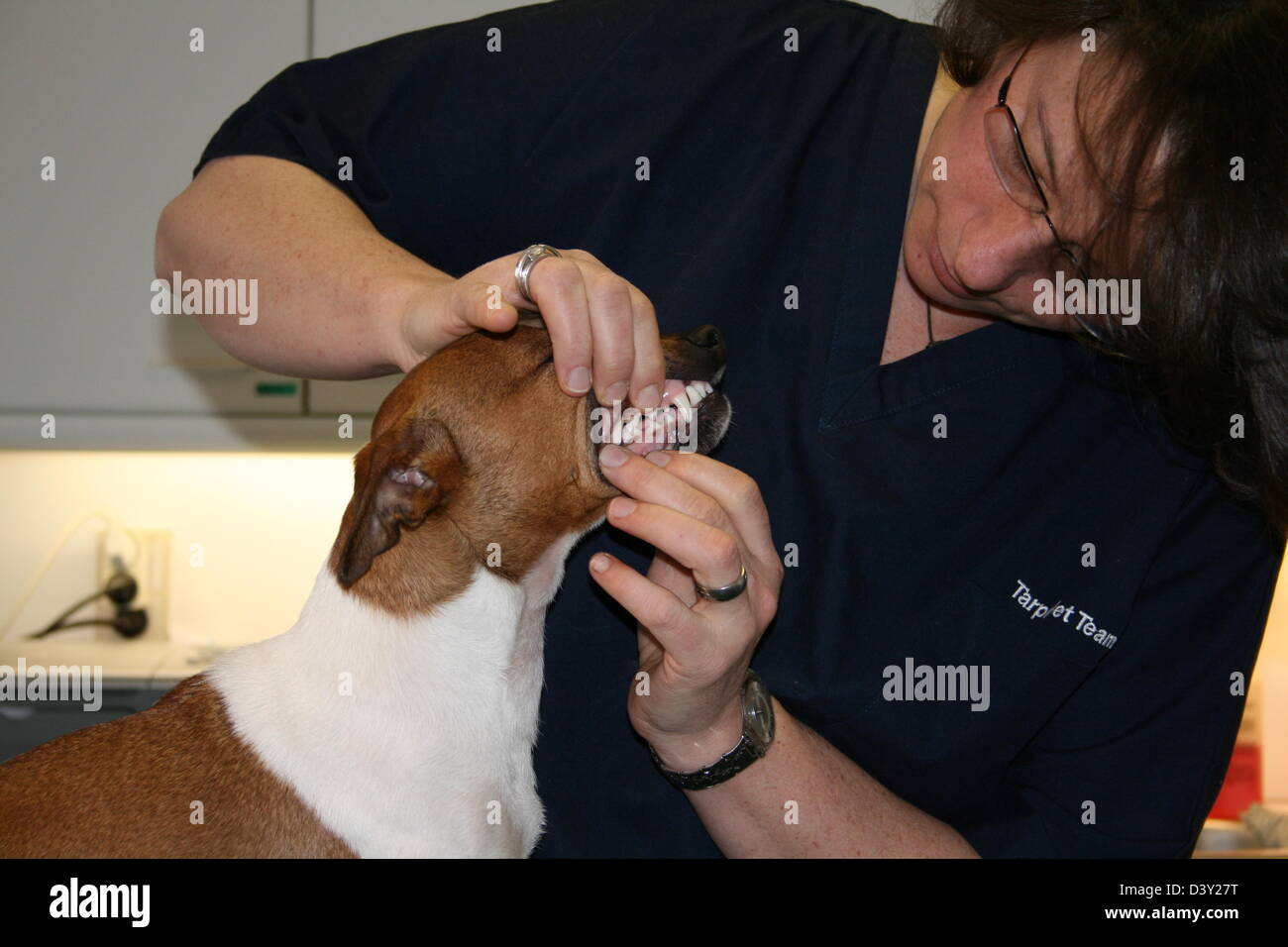 Dog Jack Russell Terrier / veterinarian examines the teeth Stock Photo ...