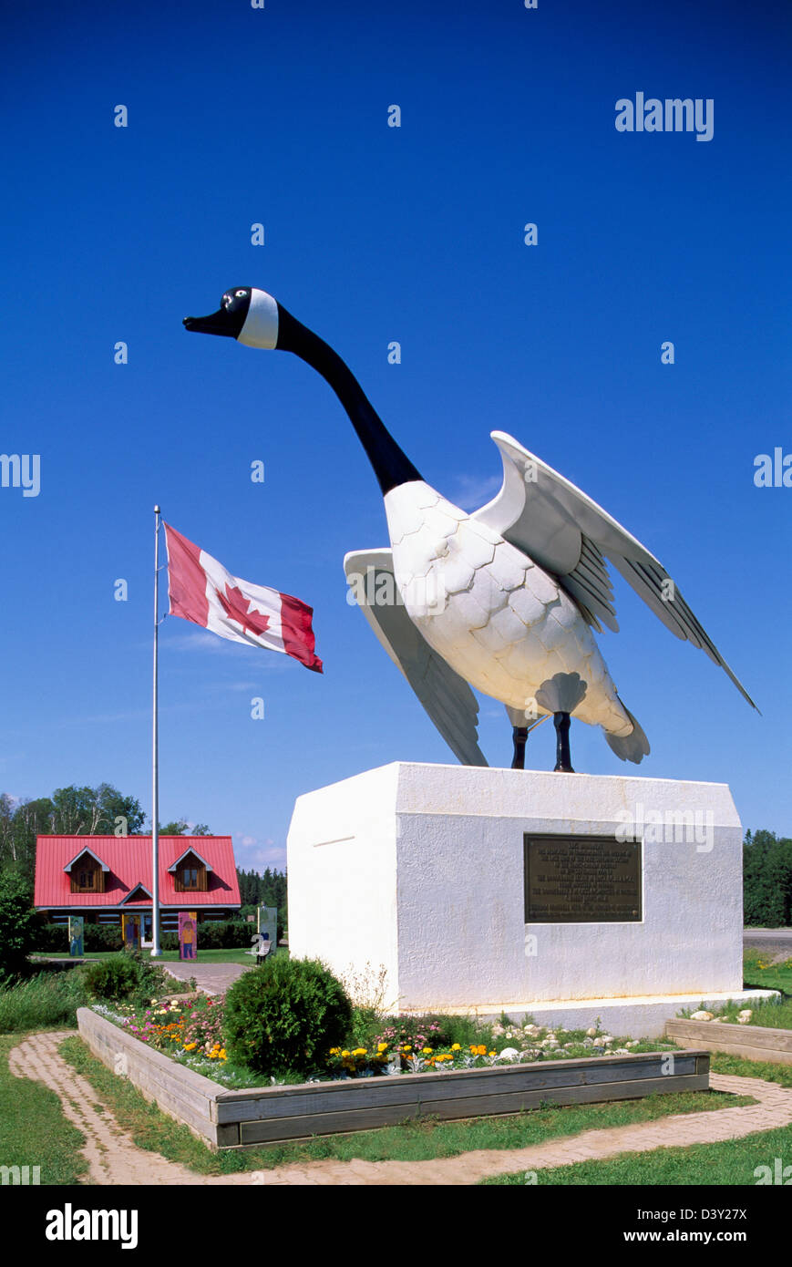 Canada wawa goose High Resolution Stock Photography and Images - Alamy