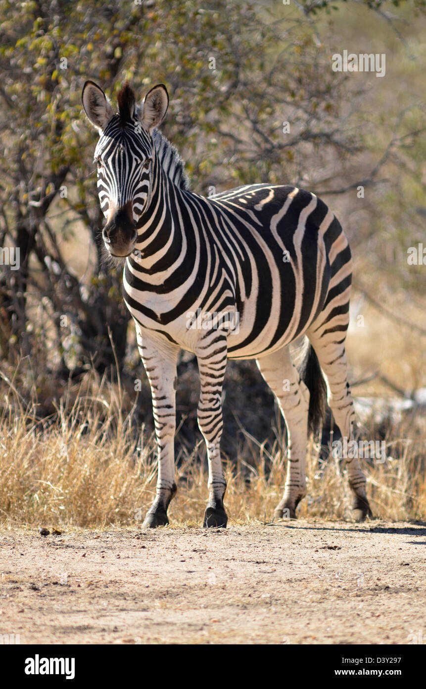 Full body green screen hi-res stock photography and images - Alamy