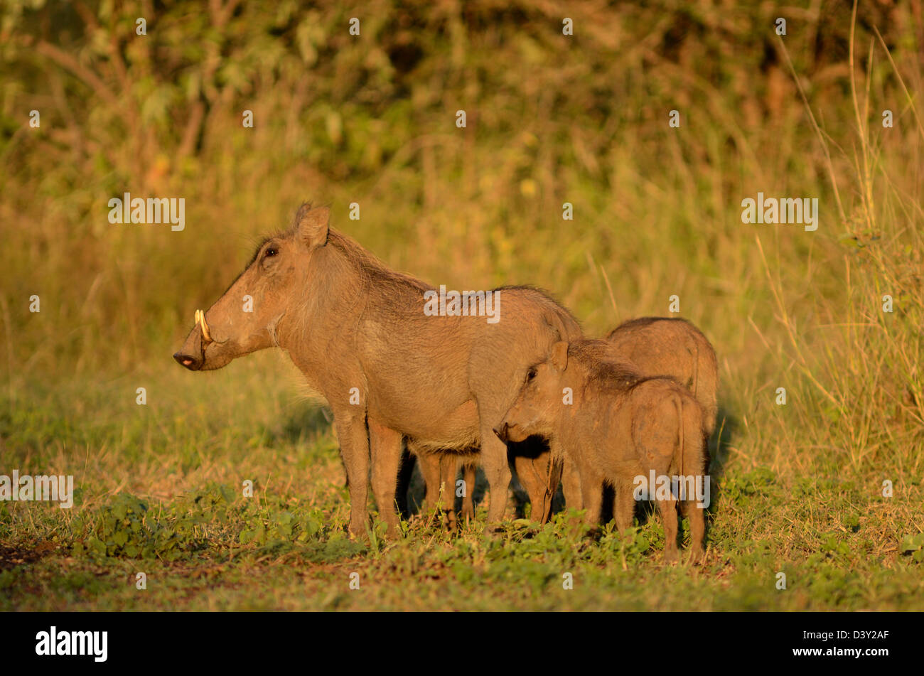 Photos of Africa, Waterhog family Stock Photo - Alamy