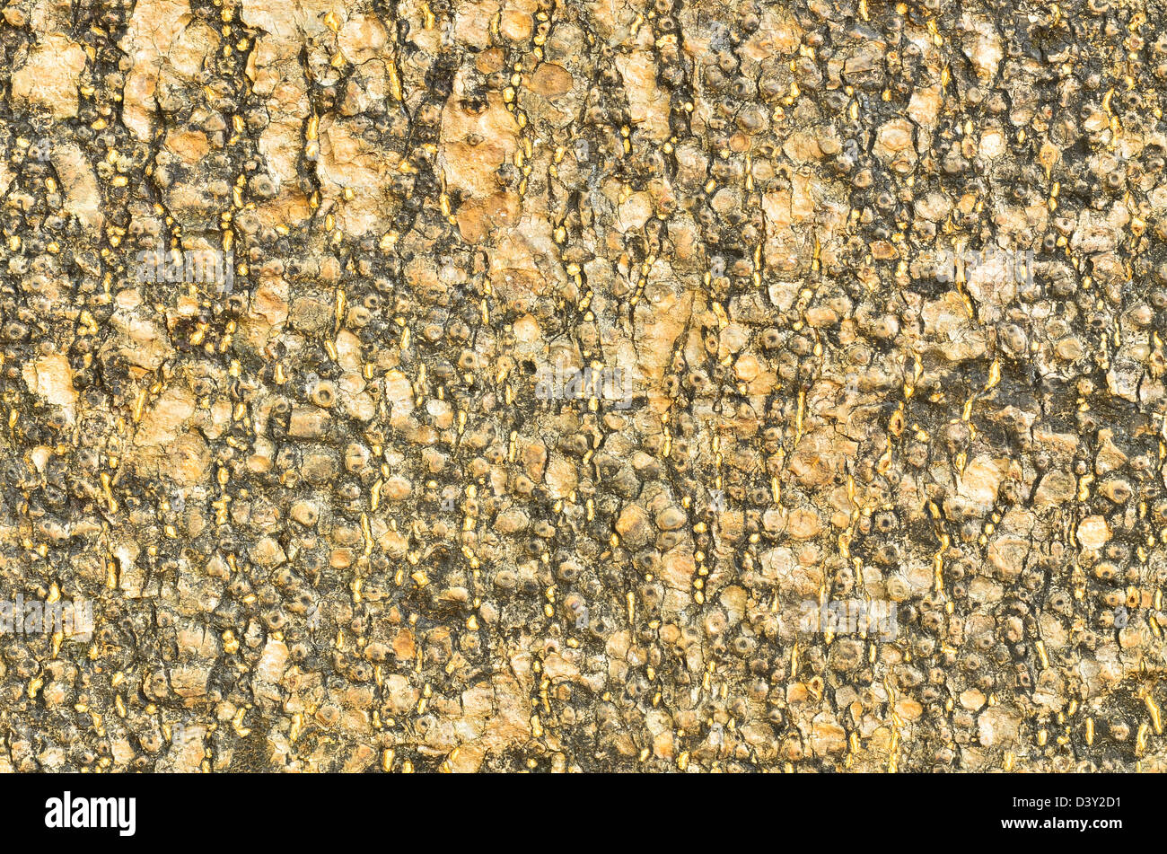 Wood Tree Texture Stock Photo - Alamy