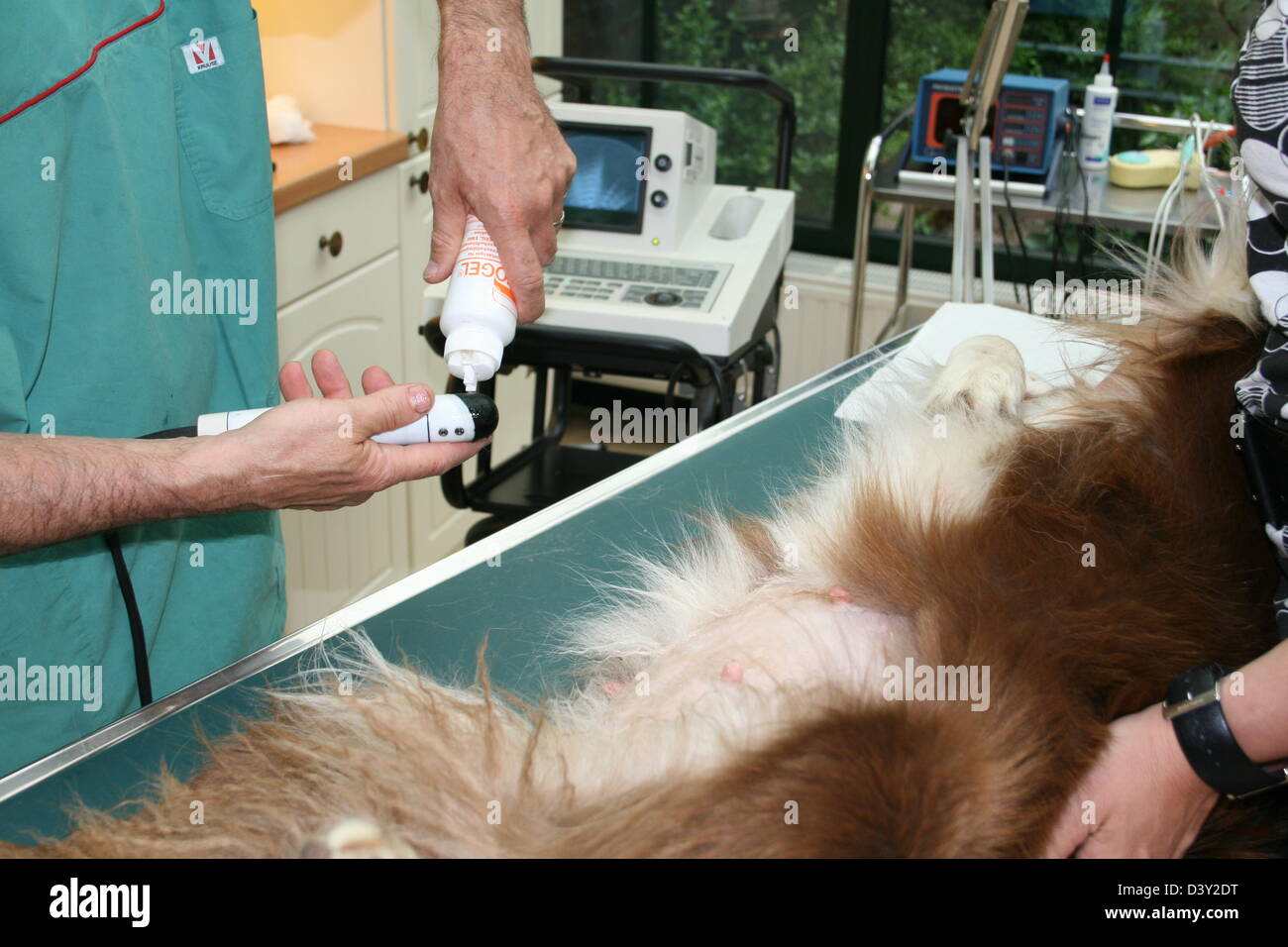 Dog ultrasound pregnant vet hi-res stock photography and images - Alamy