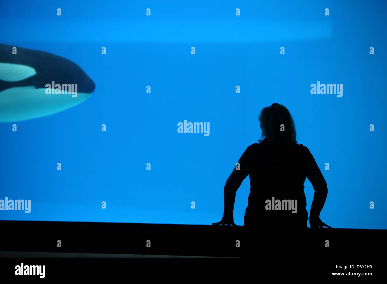 killer whale in aquarium Stock Photo - Alamy