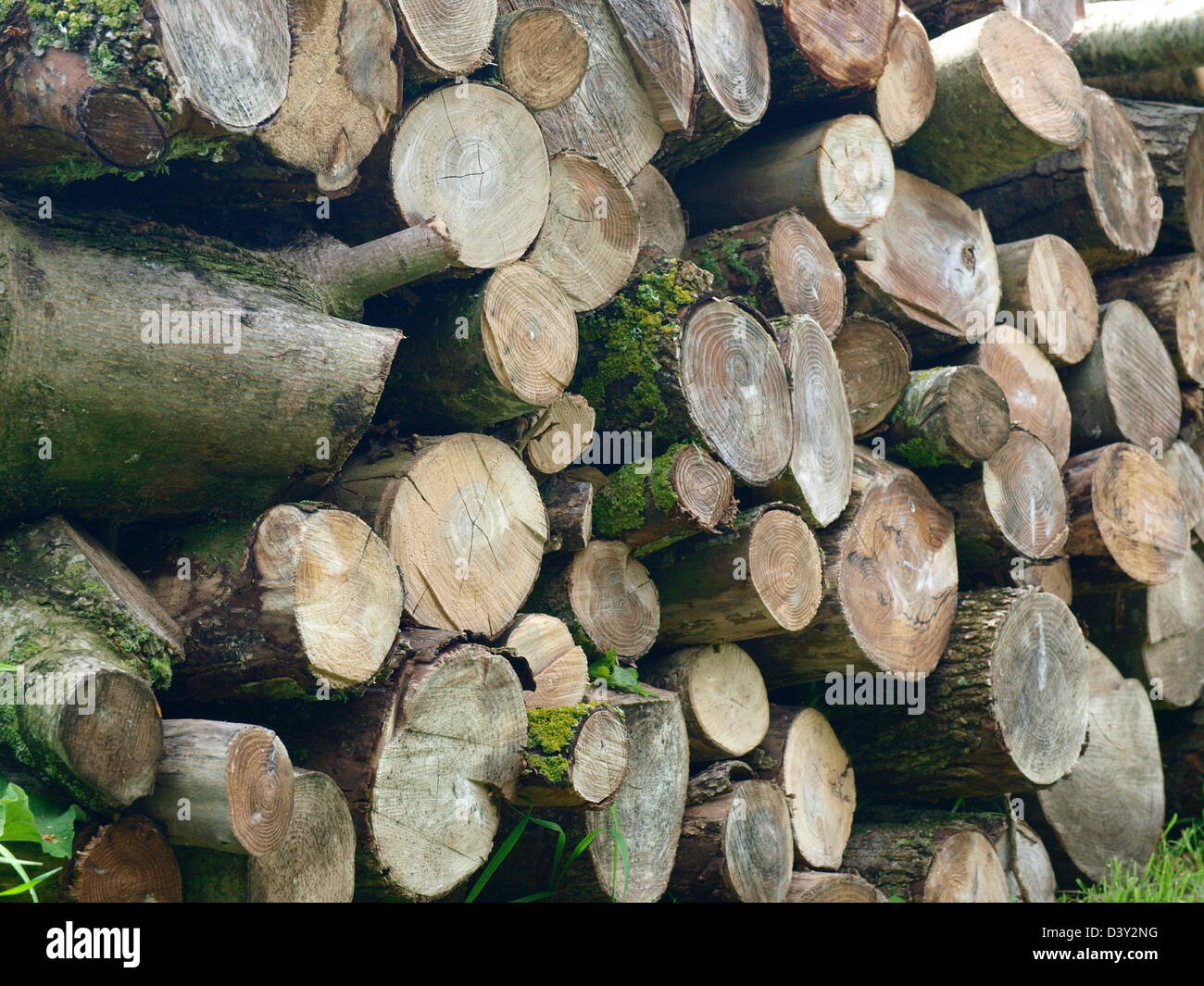 stack of cut logs Stock Photo - Alamy